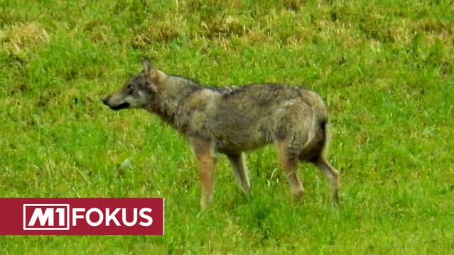 Wolf bald im Aargau? | TeleM1