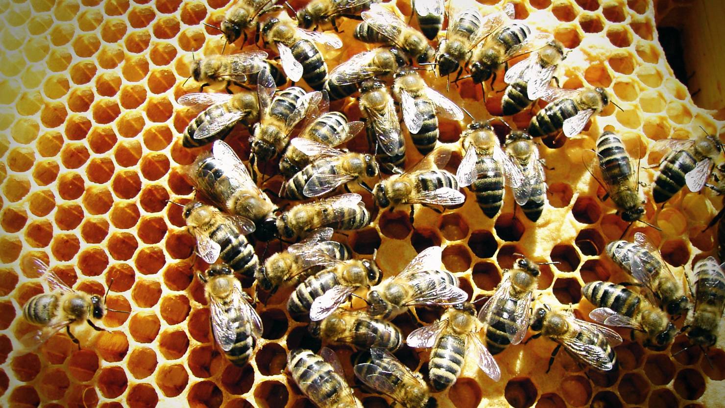 Bienenzucht | TVO Online