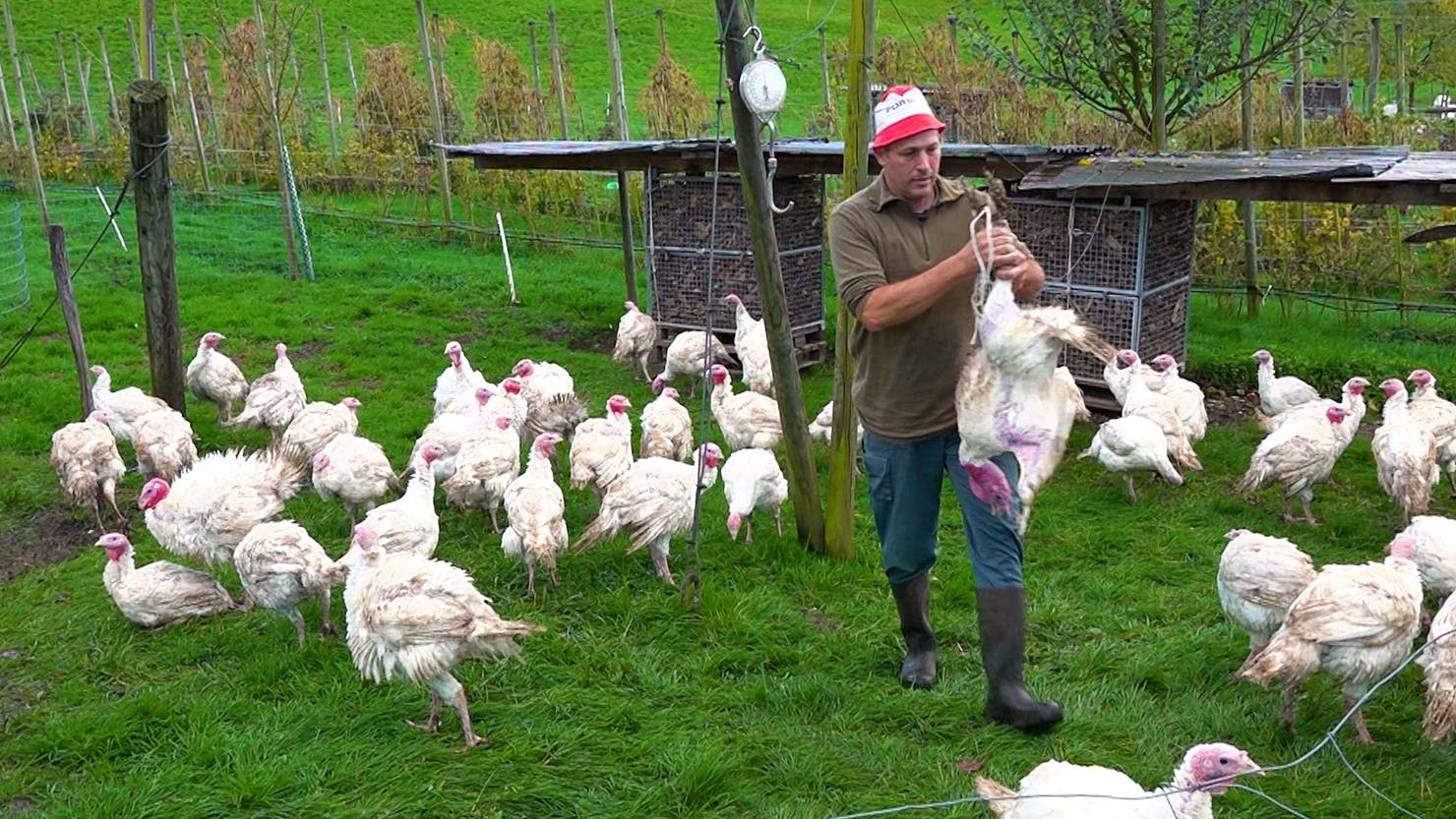 Der Weihnachts-Truthahn | TeleM1