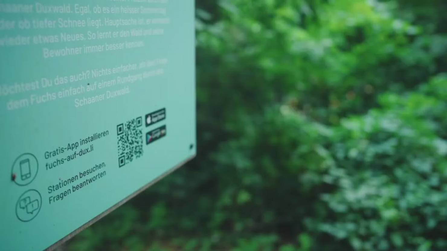 Diese fünf Waldprojekte sind für den Waldpreis 2023 nominiert | TVO Online