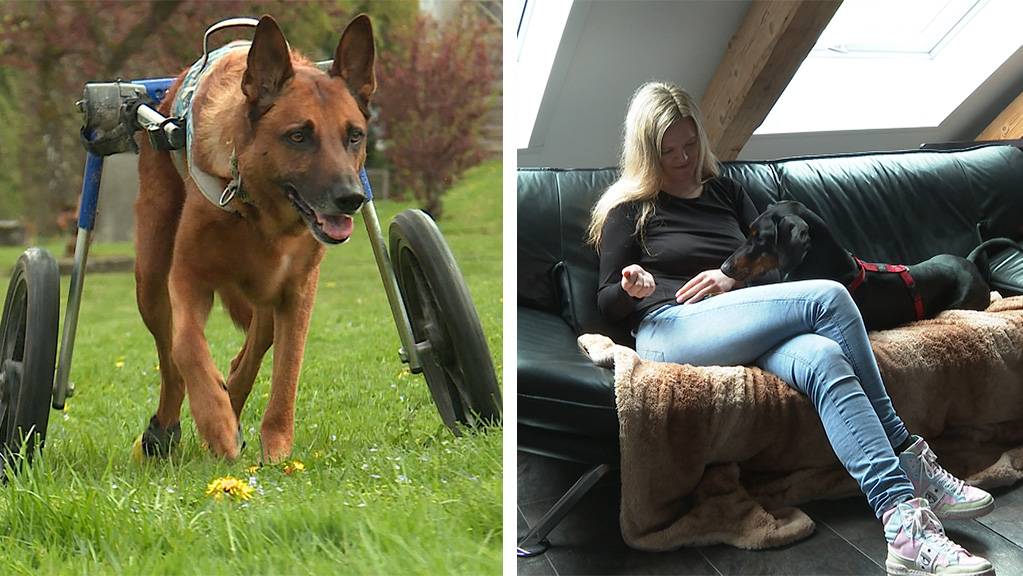 Hund mit Handicap / Happy End «Lisa» | TeleZueri