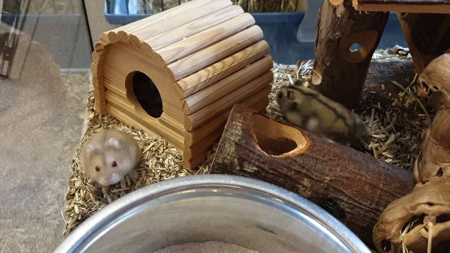 Hamster Tick, Trick, Track | TeleM1