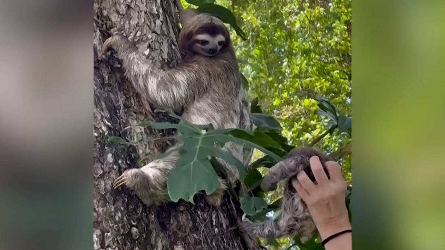 Herzerwärmende Szene: Faultier-Baby wird wieder mit Mutter vereint ...
