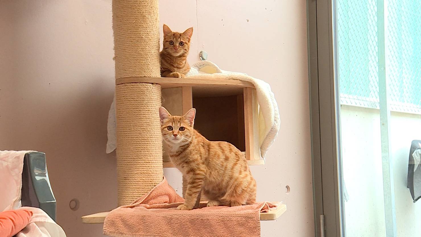 Kuna & Kisha | TeleM1