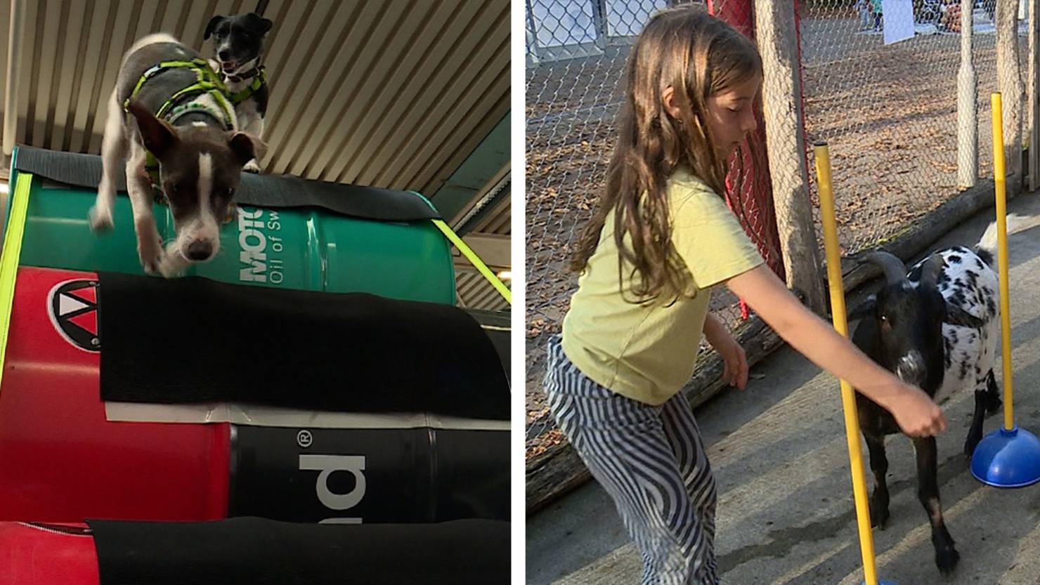 Ninja Dogs / «Wipki Teens» | TeleBaern