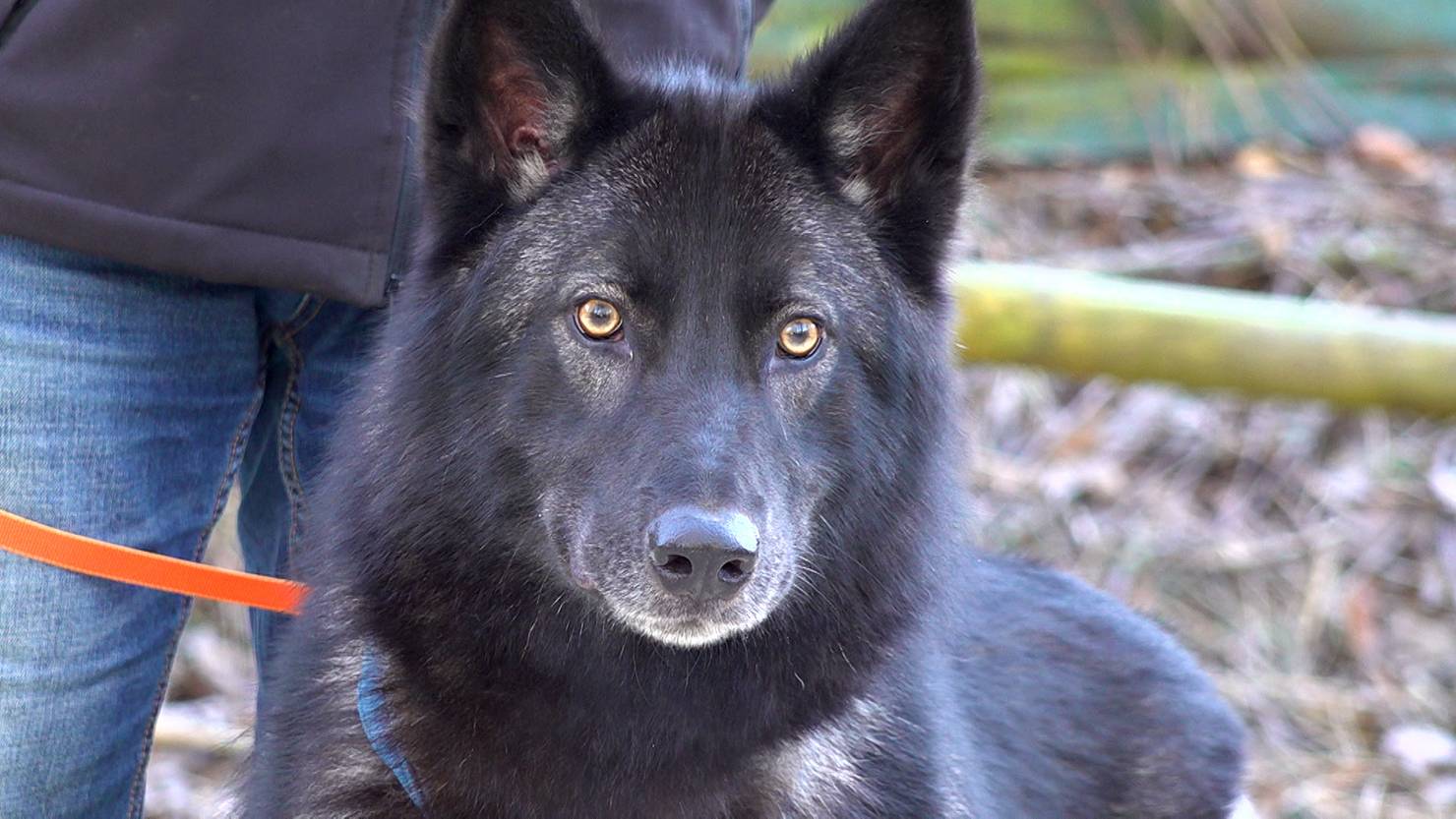 Der Traum vom Wolf an der Hundeleine | TeleZüri