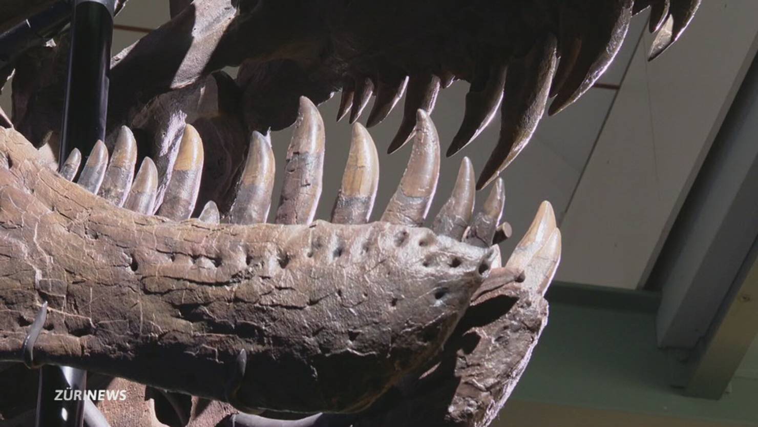 Tyrannosaurus Rex «Trinity» im Sauriermuseum Aathal | TeleZüri
