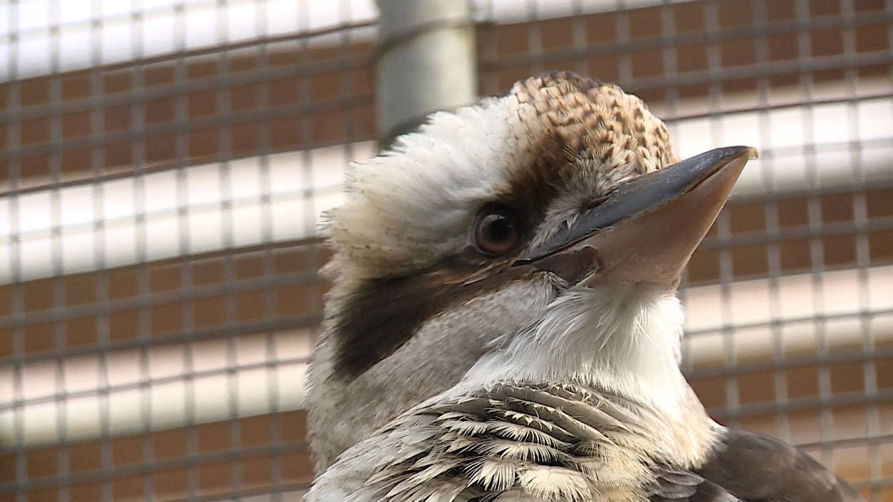 Internationale Vogelschar / Seltene Tierarten | TeleZüri