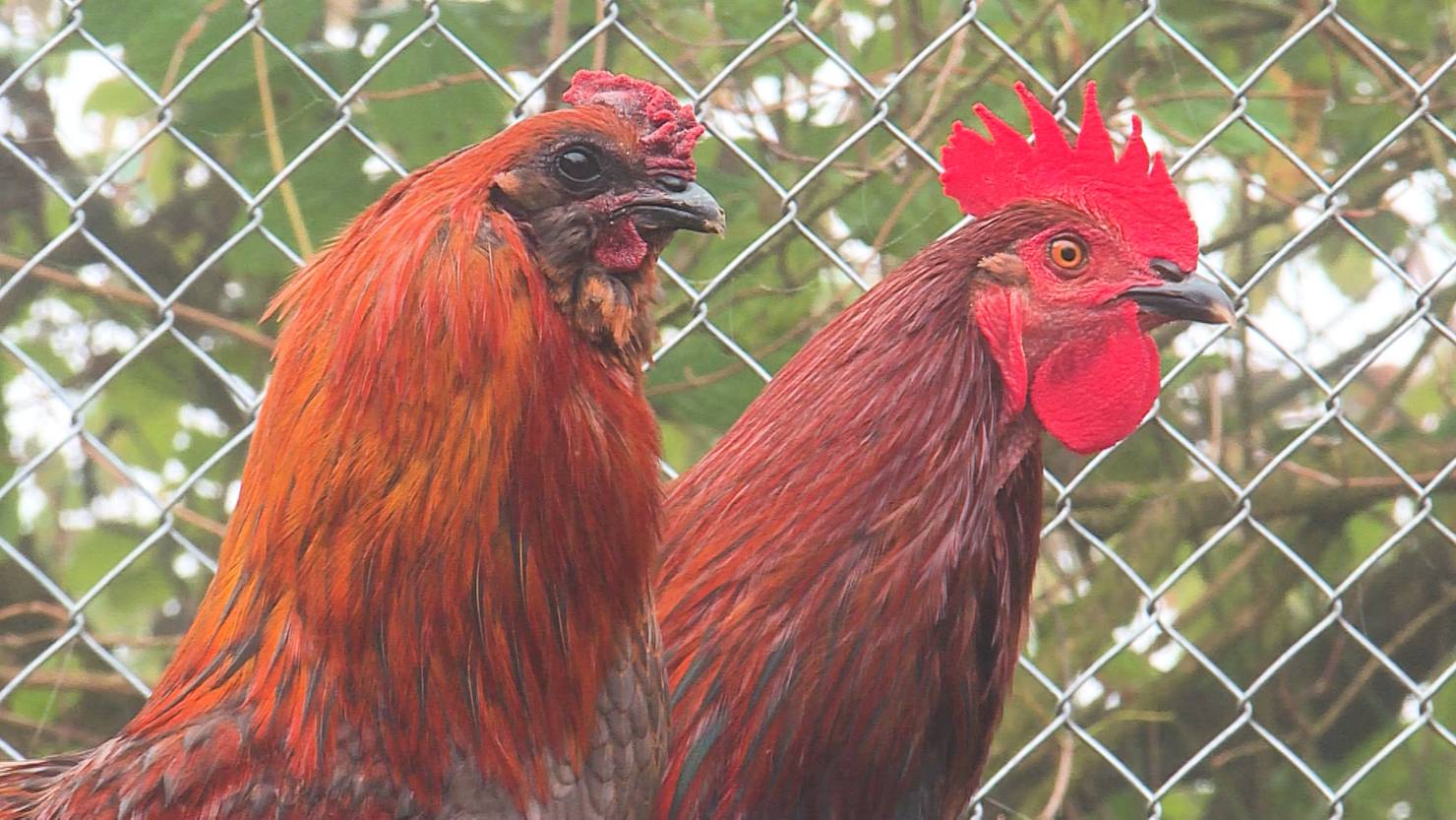 Wilhelm & Walter | TeleM1