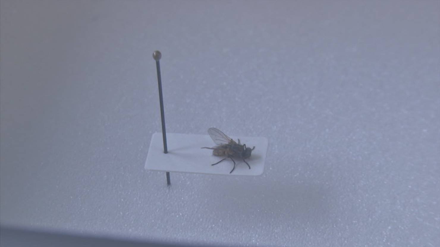 Grosser Bahnhof für eine tote Fliege: «Erika» soll den HSG-Campus ...