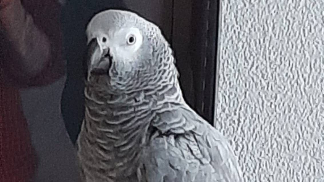 Tanja Schildbach mit Jago/Coco | Radio Argovia