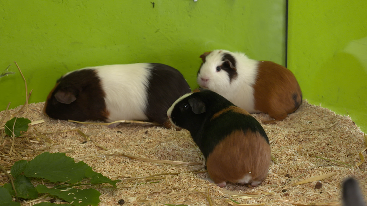 Tick, Trick & Track | TeleM1