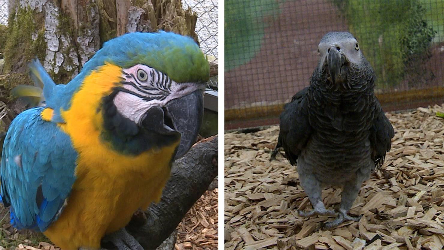 Zootier des Jahres / Auffangstation für Papageien & Sittiche | TVO Online