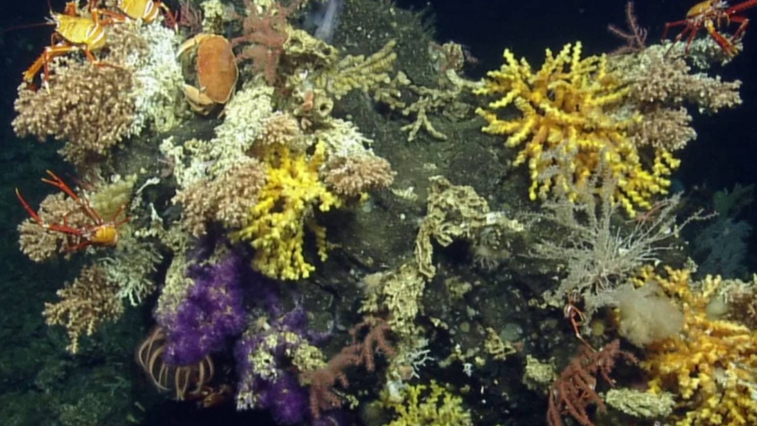 Forschungsteam entdeckt 30 neue Tierarten | TeleZüri