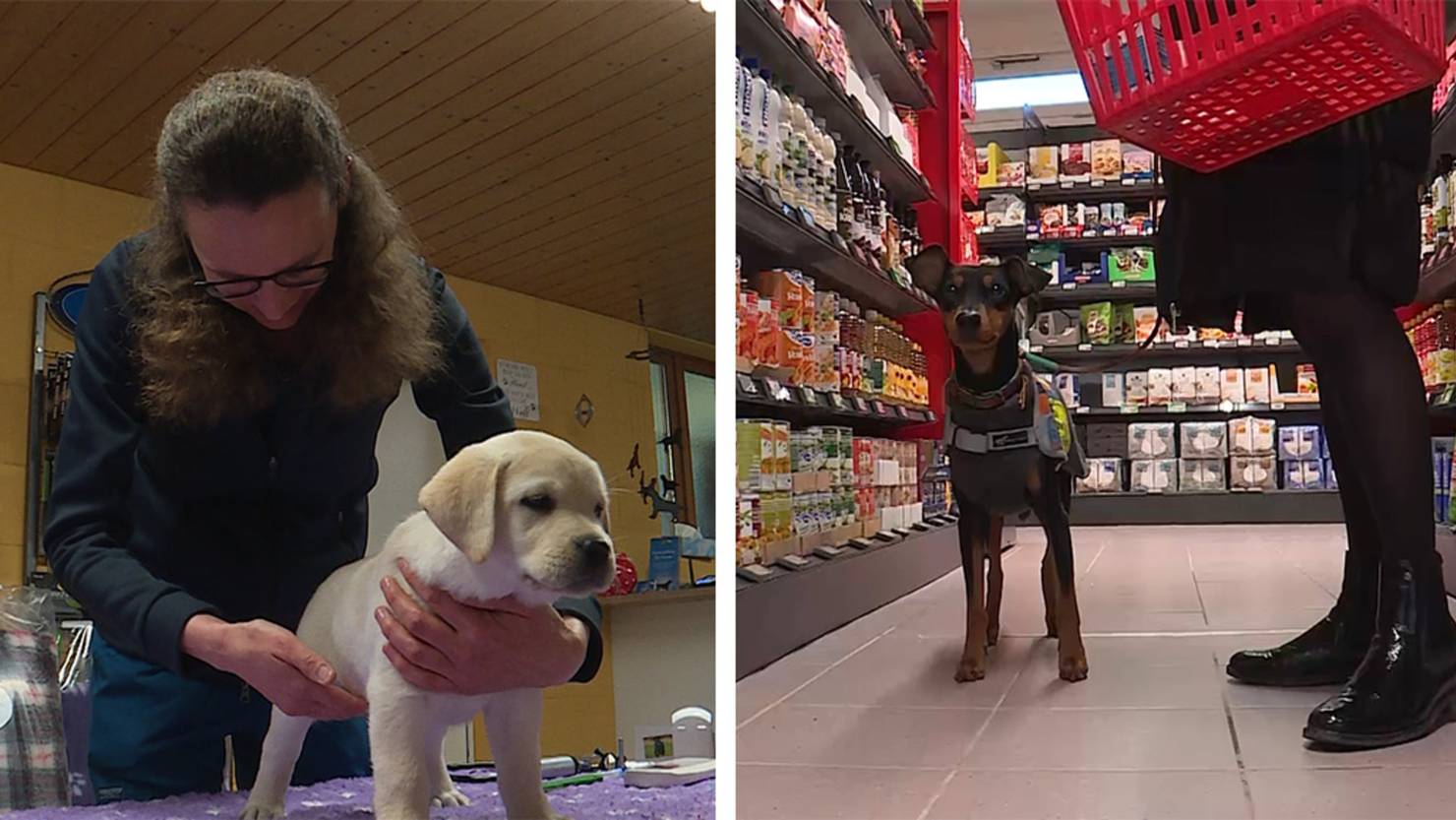 «Best of Tierisch» Teil 3: Tierarzt Hausbesuch / Diabetes Assistenzhund ...