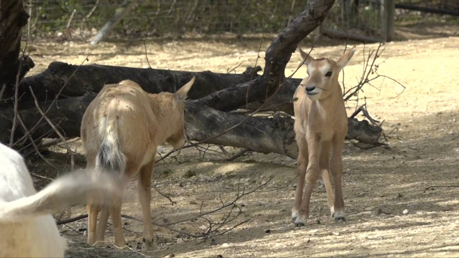 Baby-Oryx im Zoo Zürich | TeleZüri