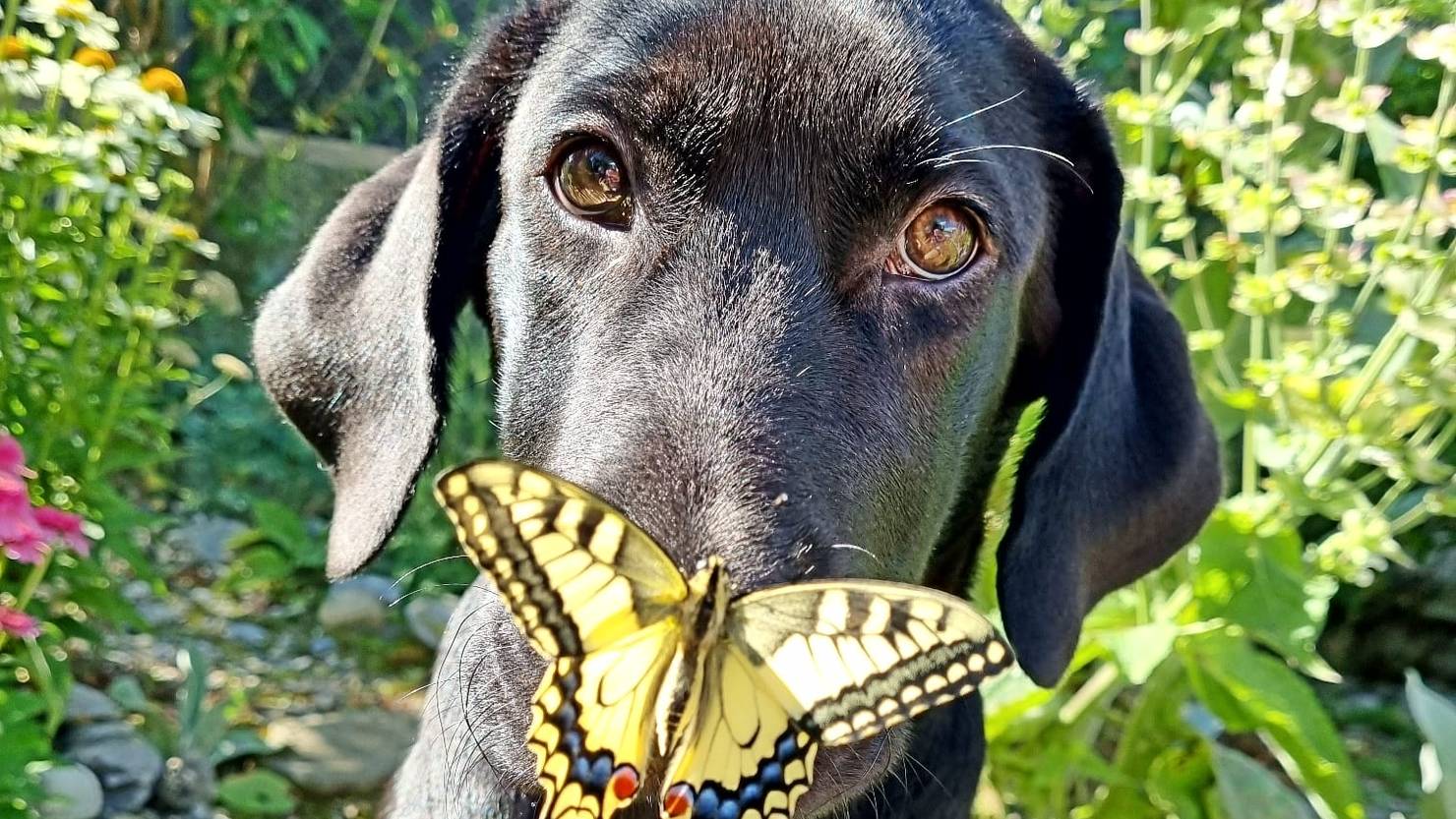 Lara Veronese mit Keno | Radio Argovia