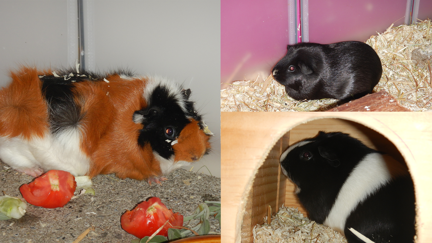 Ginger, Rooby & Rufus | TeleM1