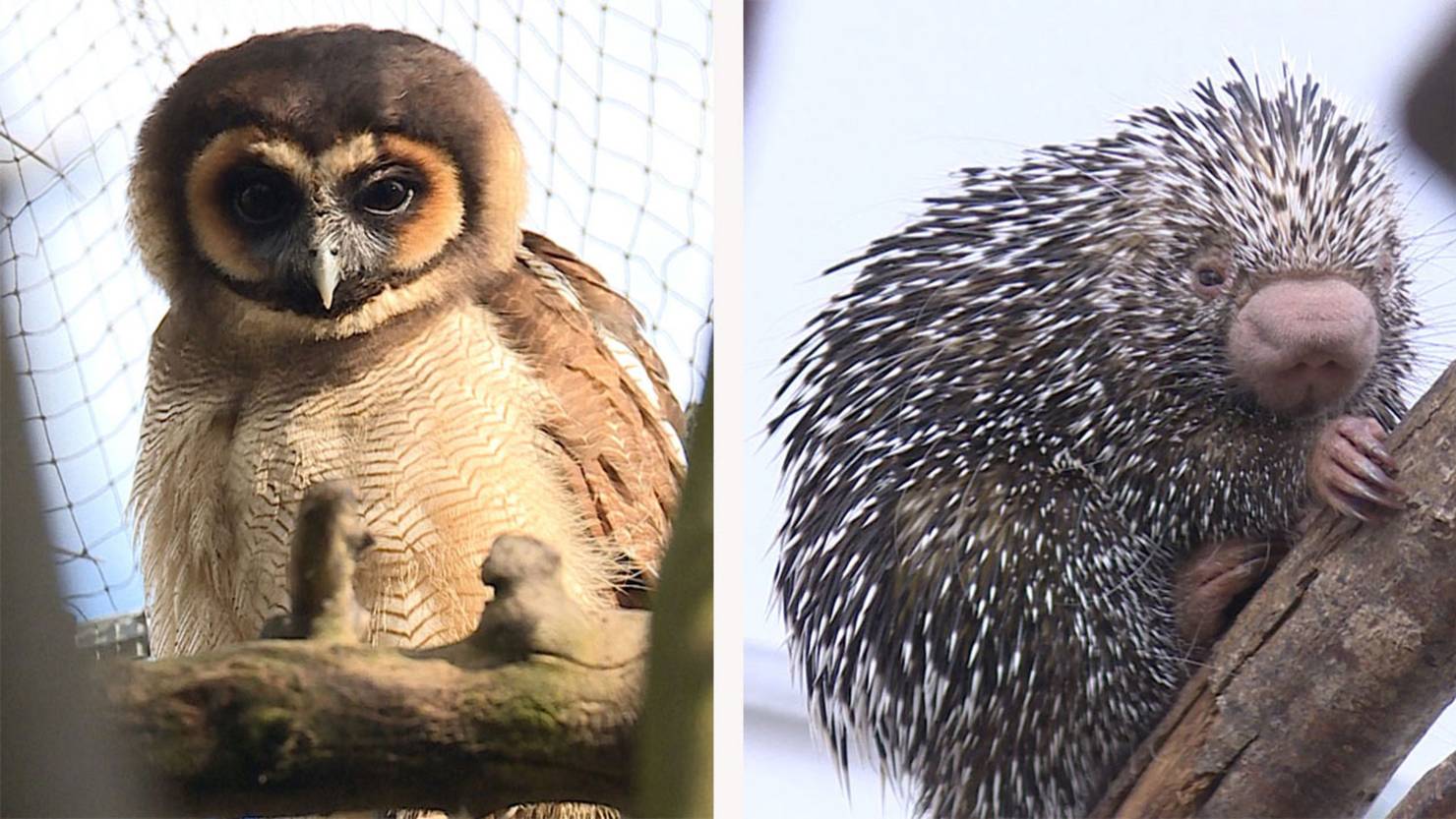 Internationale Vogelschar / Seltene Tierarten | TeleBaern