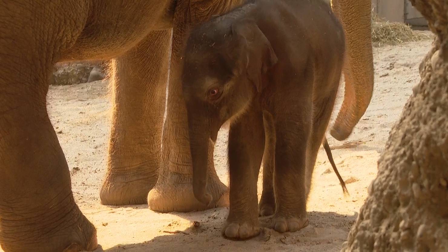So heisst das neugeborene Elefanten-Baby im Zoo Zürich | TeleZüri