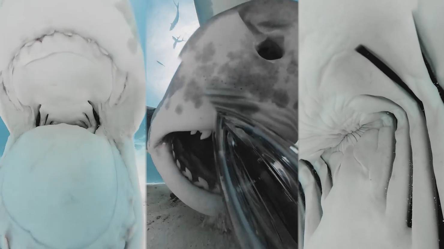 Spektakuläre Videoaufnahmen: So sieht es im Innern eines Haifisch-Mauls ...