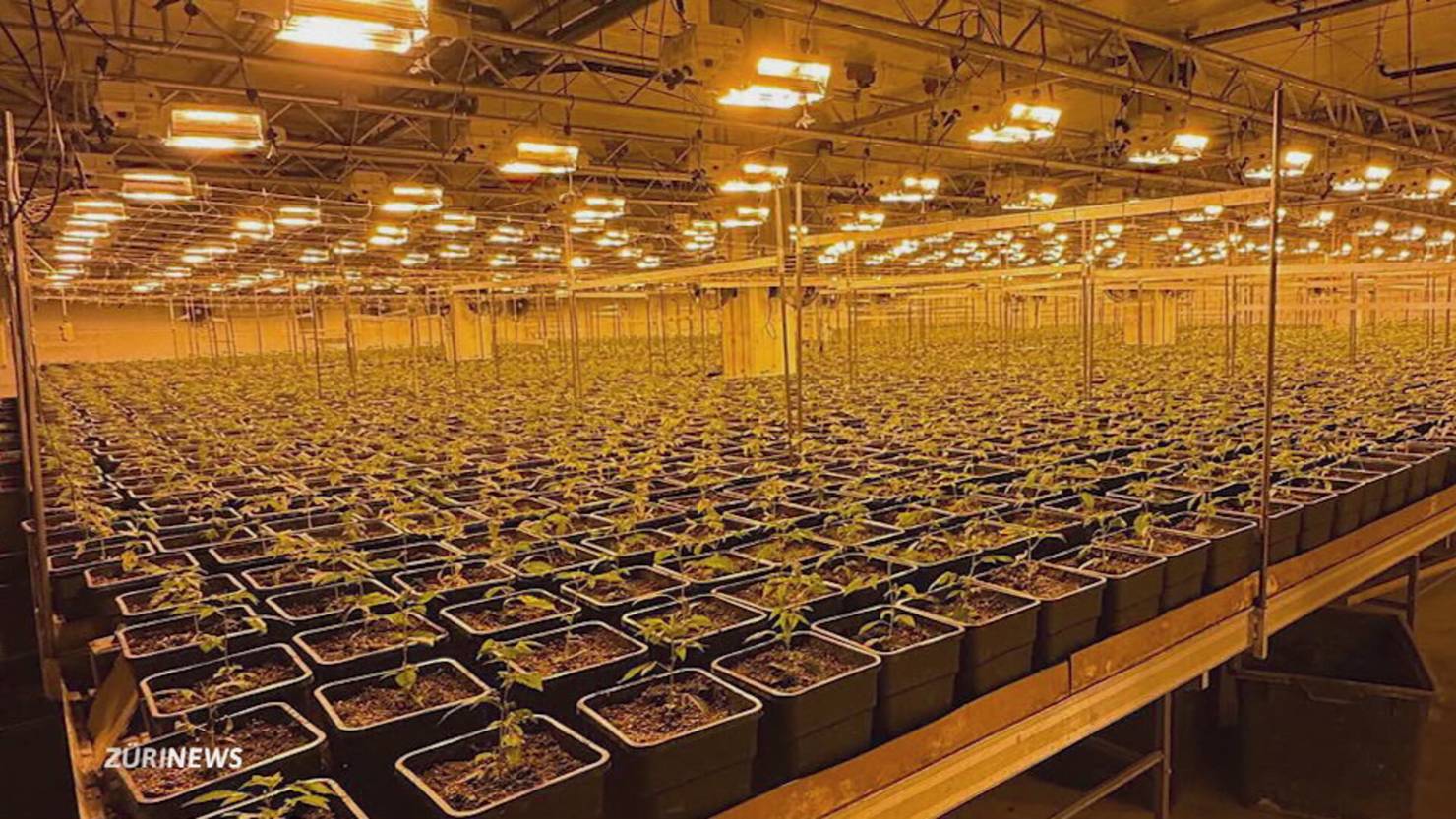 Polizei räumt Hanf-Indoor-Plantage in Eglisau | TeleZüri