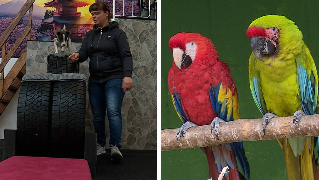 «Best of Tierisch» 2 | TVO Online