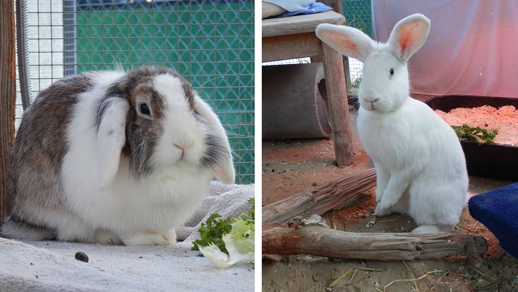 Cassandra, Calypso & Osgar | TeleM1