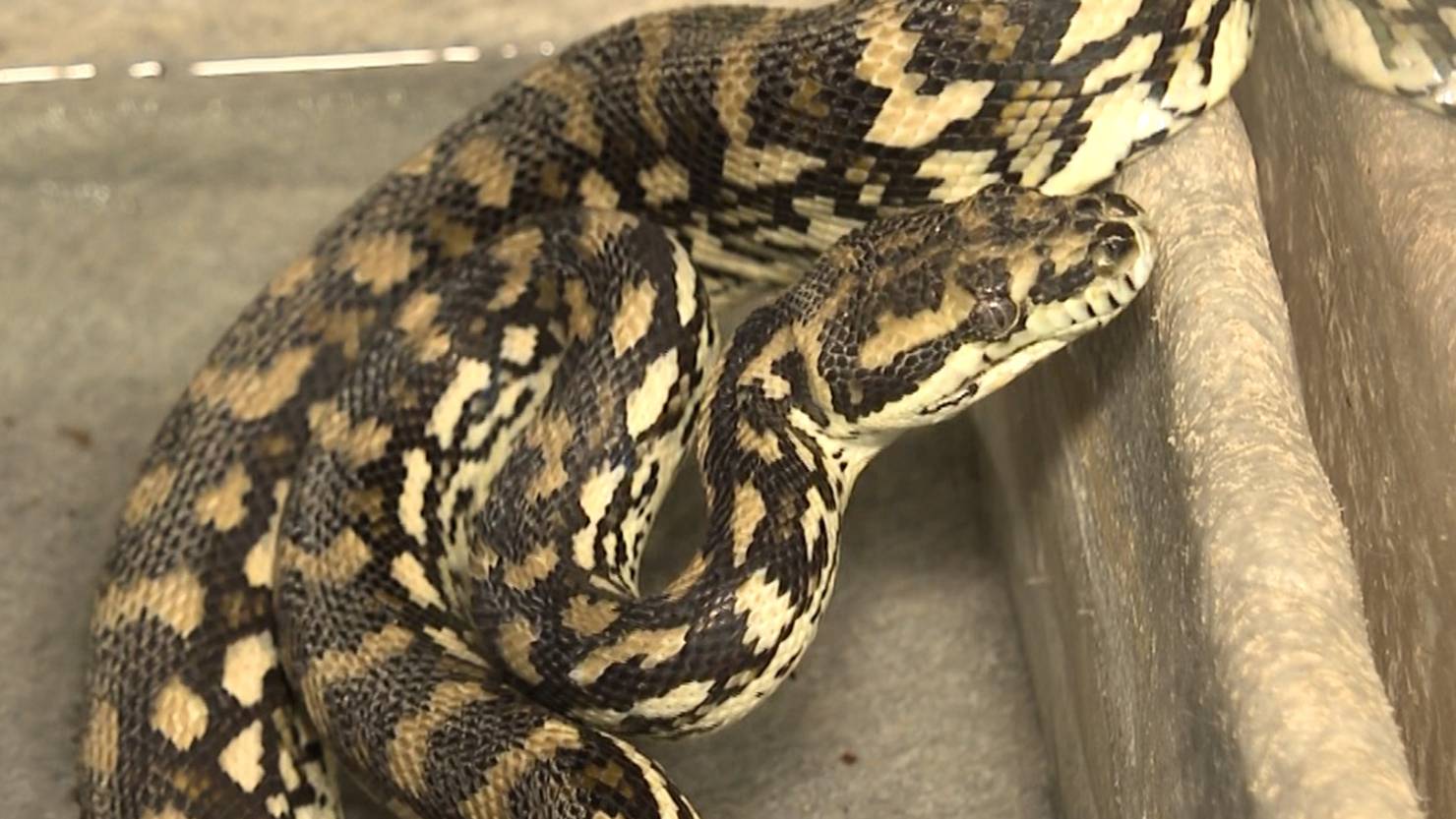 Rautenpython oder Teppichpython | TeleBaern