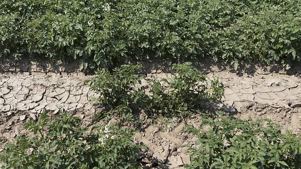 Klimawandel lässt laut Studie Weltwirtschaft deutlich schrumpfen | Radio Central