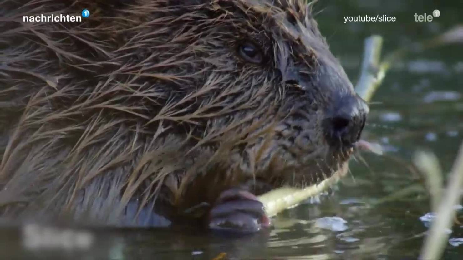 Darum ist die Überwachung der Biber wichtig | Tele1