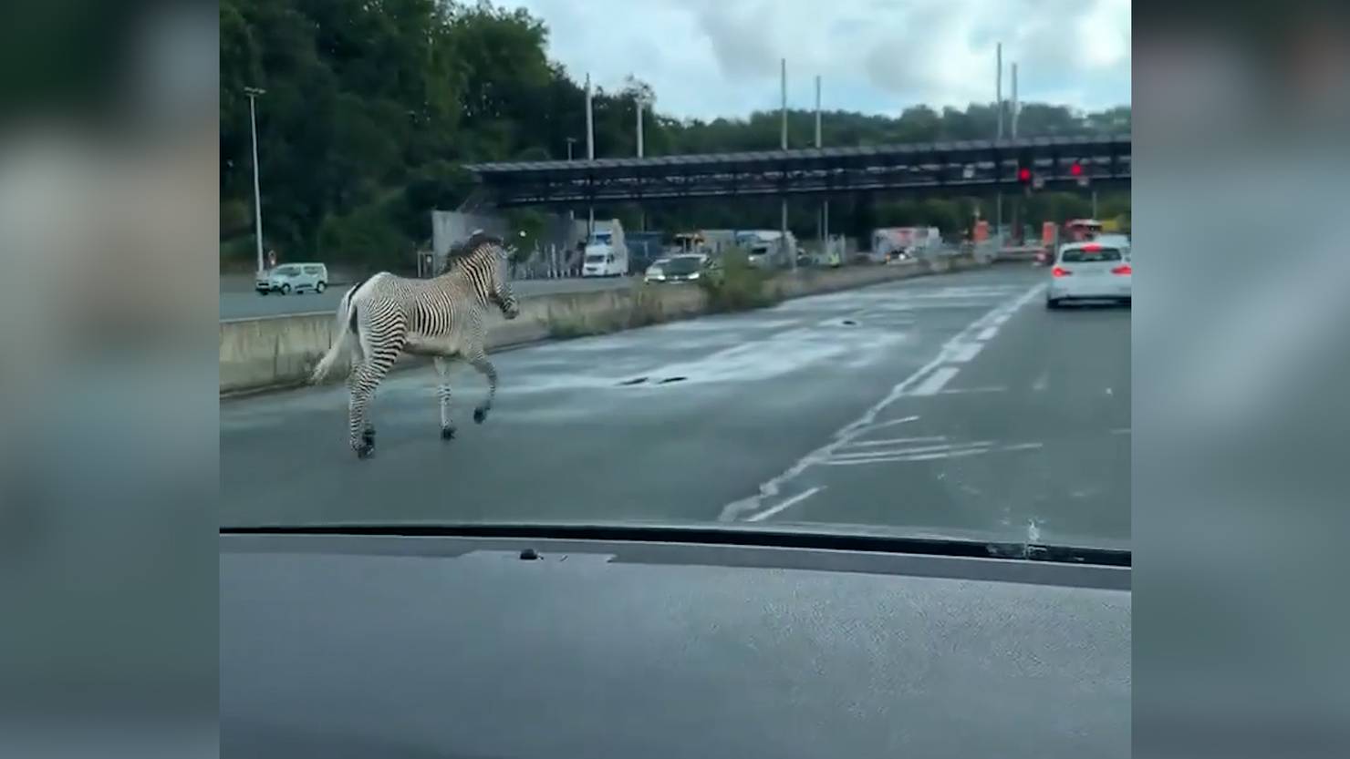 Safari auf der Autobahn: Ausgebüxtes Zebra hält Zollbeamte auf Trab ...