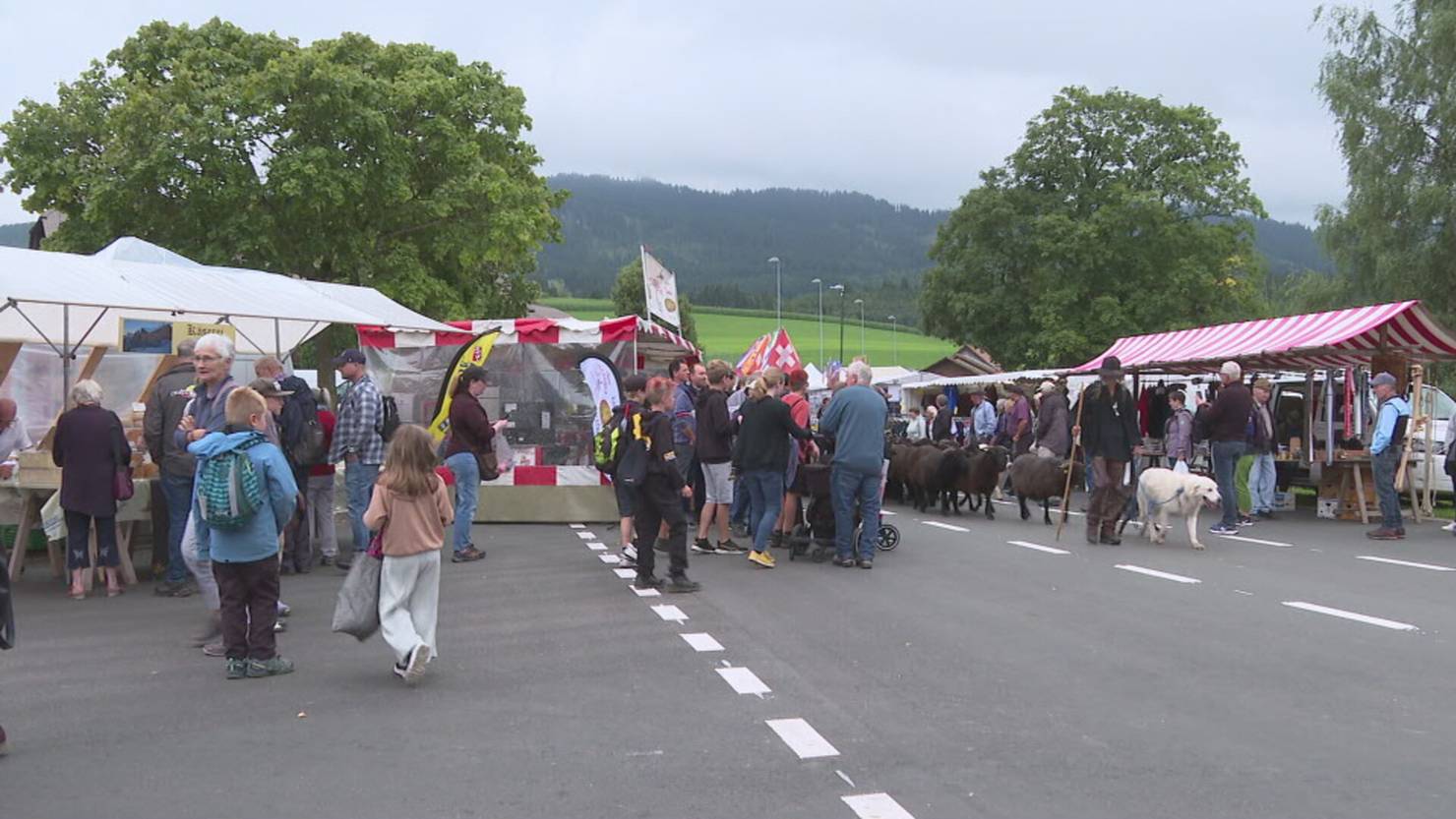 Traditionsanlass in Riffenmatt: Schafscheid begeistert tausende ...