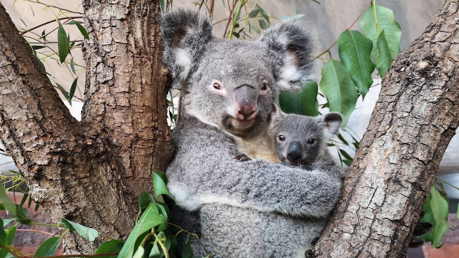 Es ist ein Junge: So heisst das Koala-Baby | Radio 24