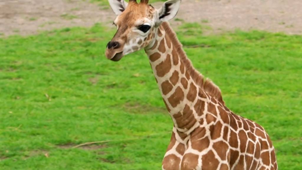 Von wegen «die Giraffe» - Vier verschiedene Arten anerkannt | Radio Central