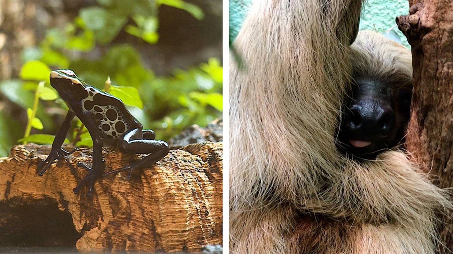 Reptilien-Hotel / Energiesparer Faultier | TeleM1