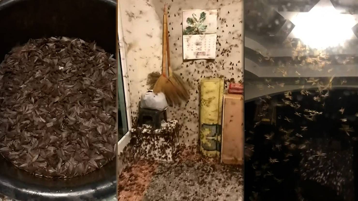 Fliegende Insekten In Der Wohnung
