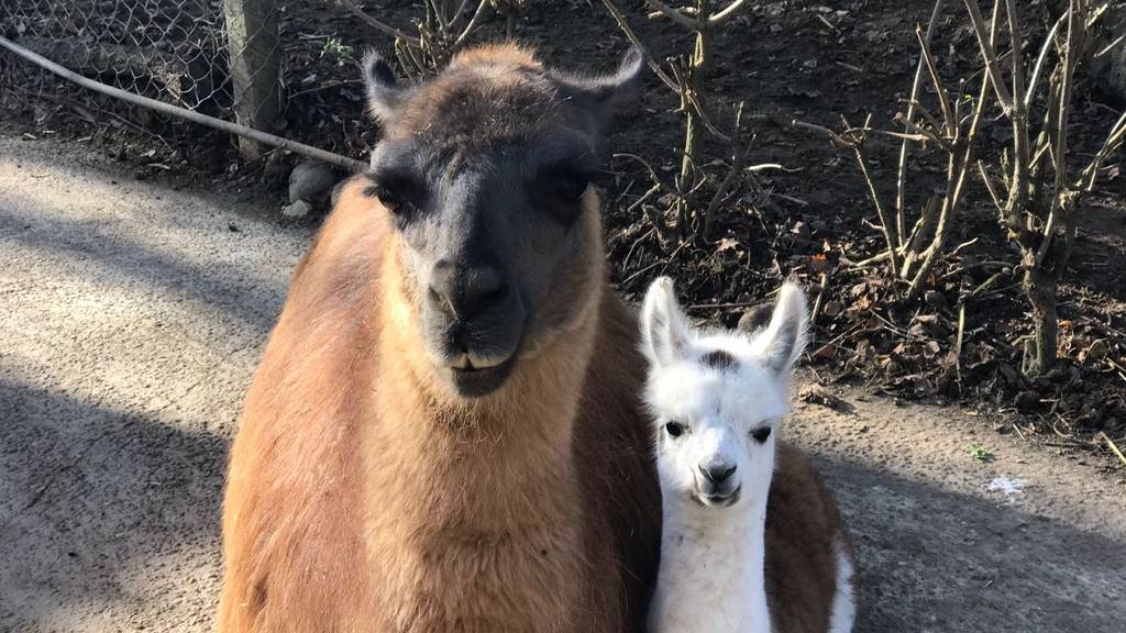 Adoptiere ein Tierli - Unterstütze den Zoo Hasel | Radio Argovia